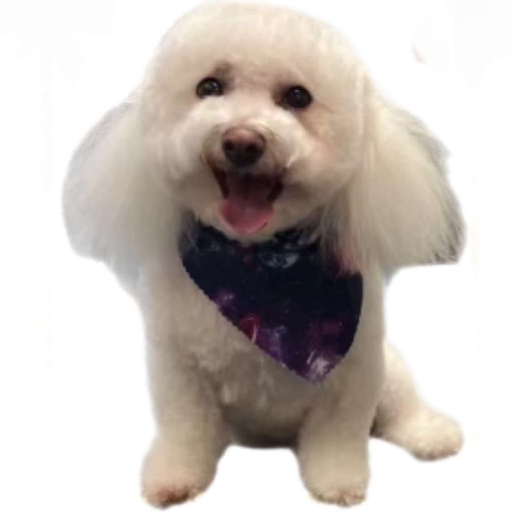Breed Page: Bichon Frise - Reigning Cats and Dogs