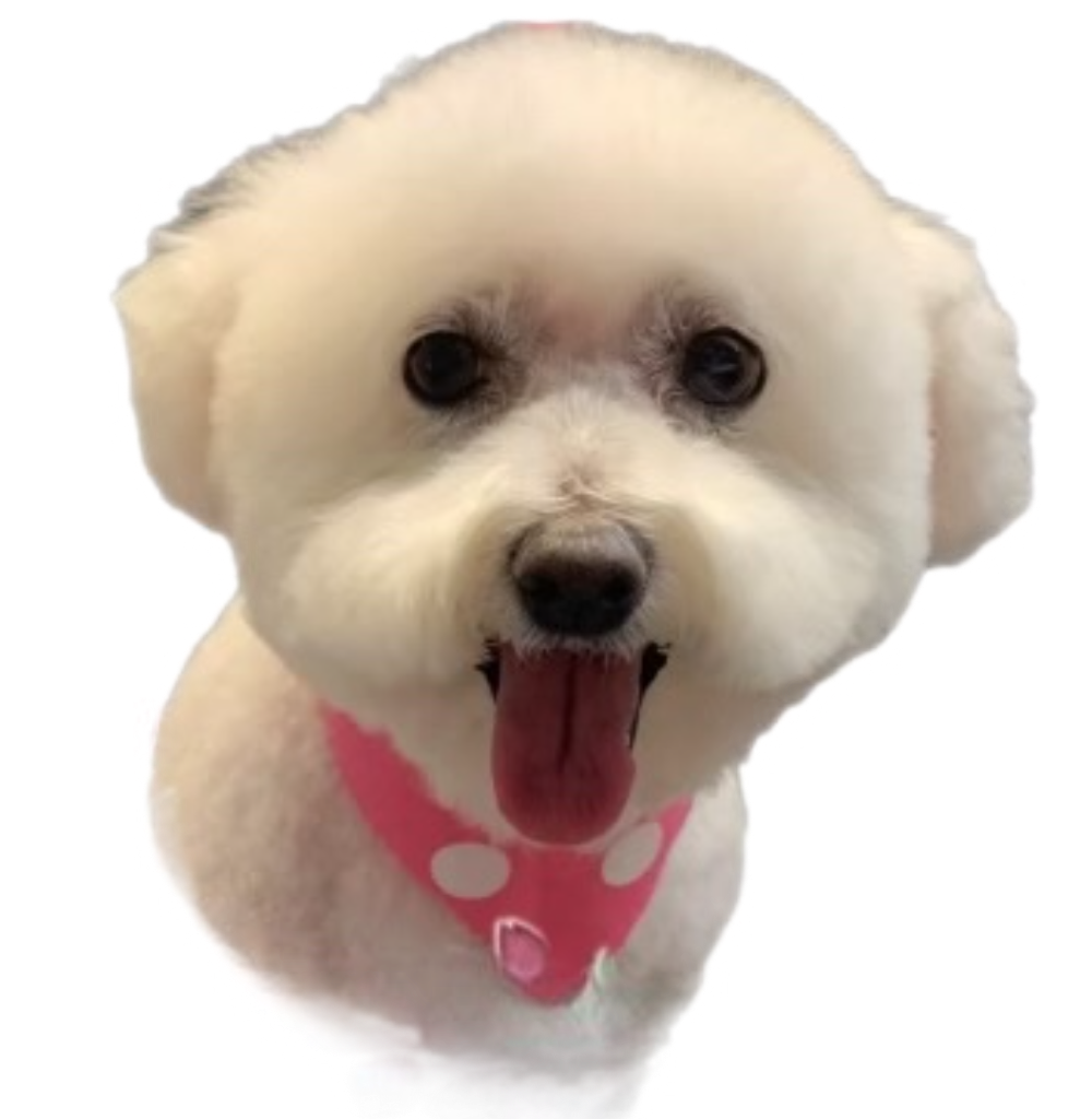 Breed Page: Bichon Frise - Reigning Cats and Dogs