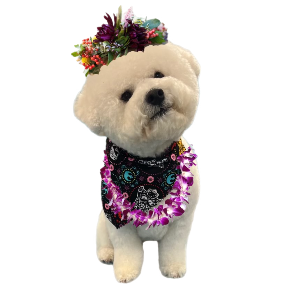 Breed Page: Bichon Frise - Reigning Cats and Dogs